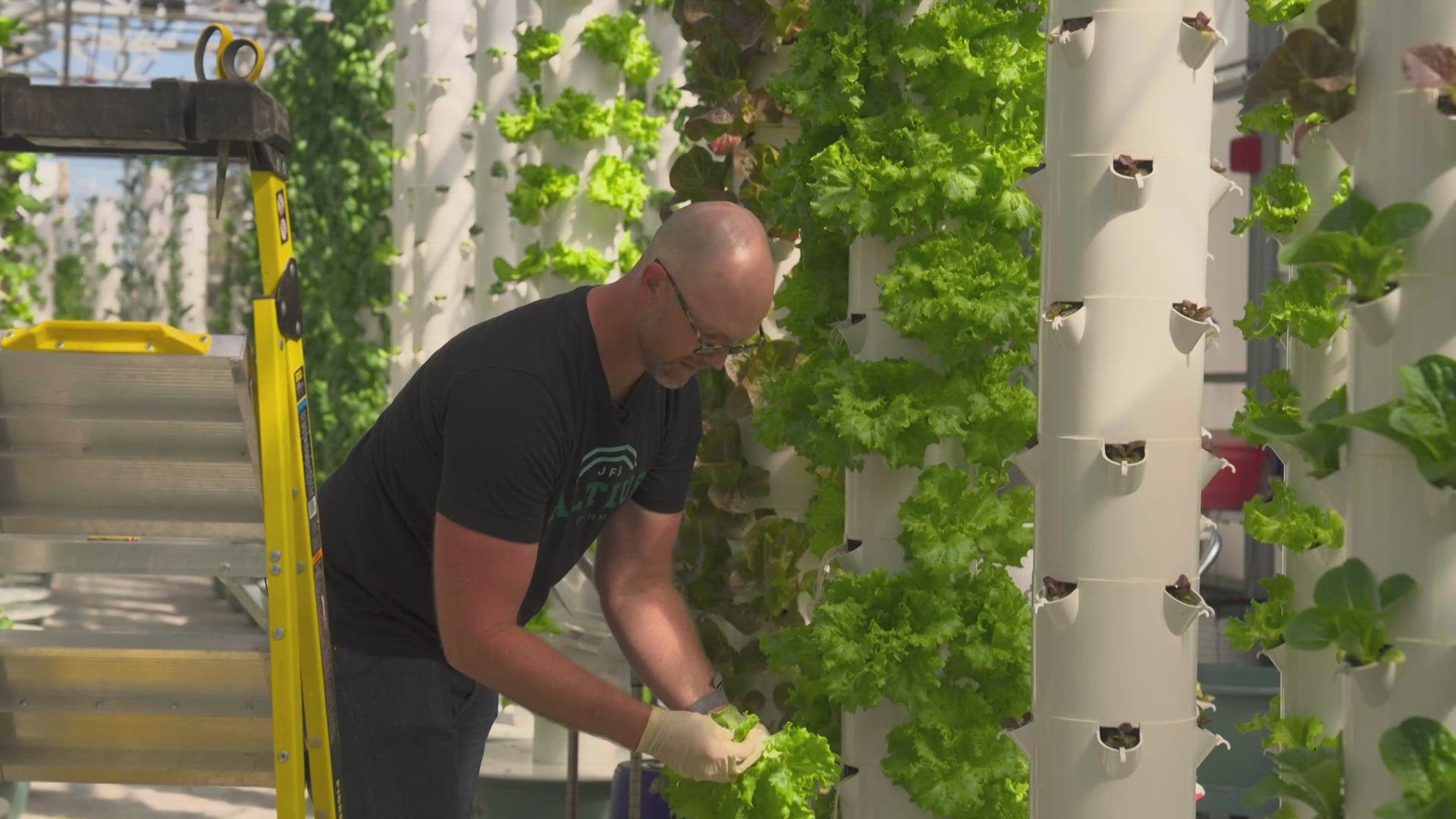 Downtown Denver farm Altius Farms feeds families, and a nonprofit's ...