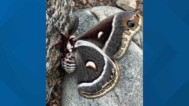 PHOTOS: Massive moth in Monument | 9news.com