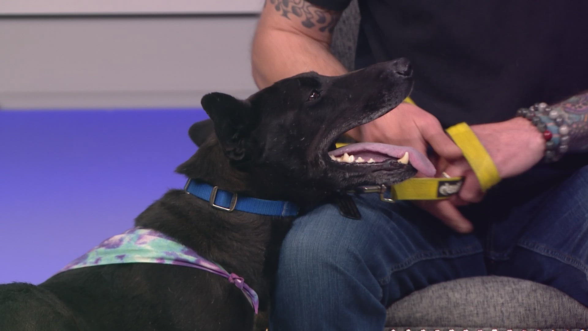 6-year-old shepherd mix Pippin is looking for a forever home | 9news.com