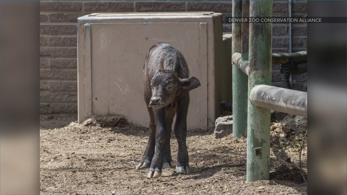 Meet Kai: Cape buffalo calf gets a name at Denver Zoo | 9news.com