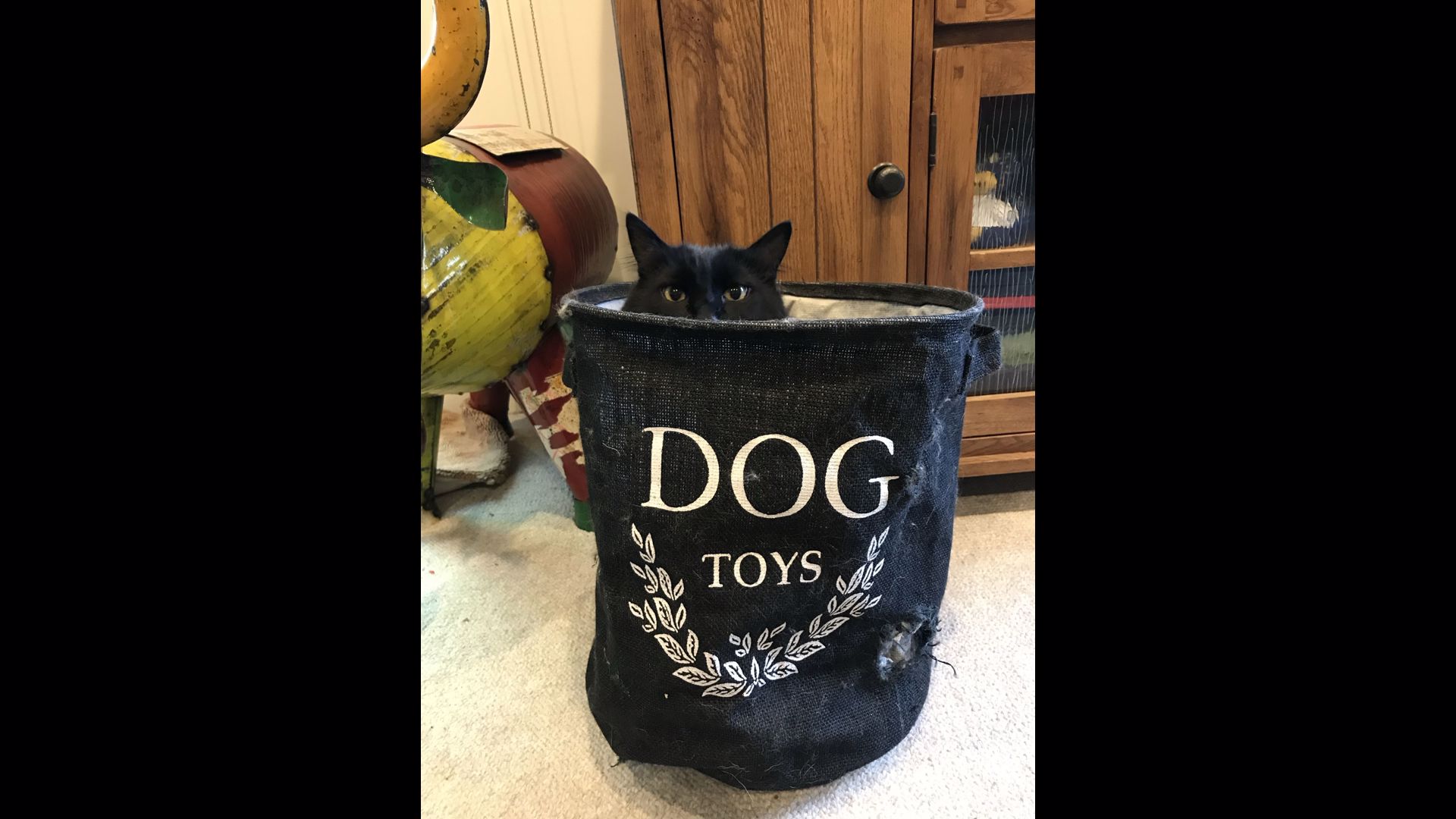 International Cat Day: Colorado shares its cat photos on 9NEWS | 9news.com