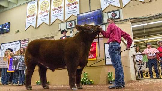 Denver Stock Show's auction of junior livestock champions nets ...