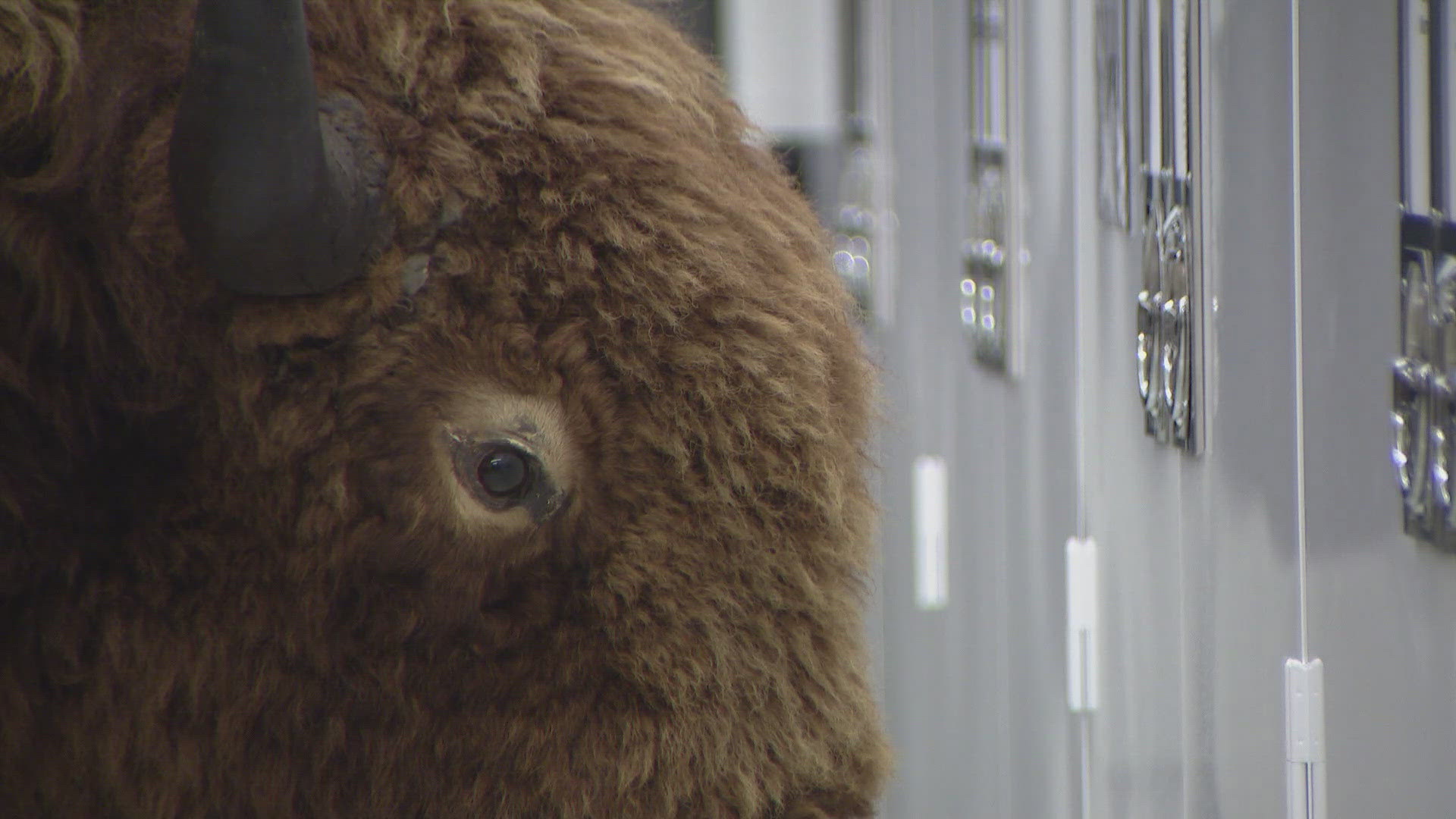 Long-lost bison found decade later at Colorado museum | 9news.com