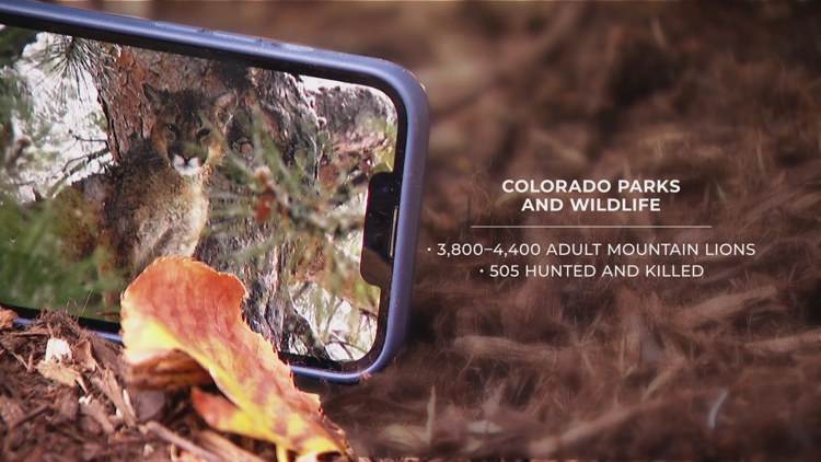 Colorado voters to consider mountain lion hunting ban | 9news.com