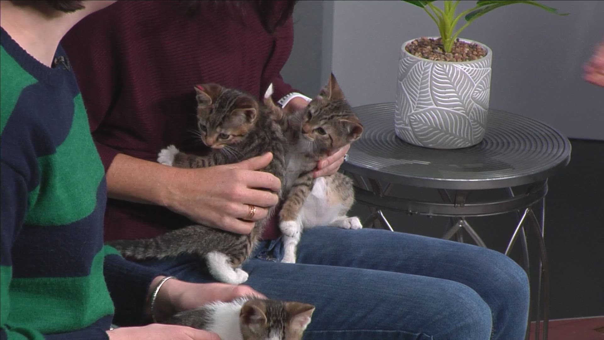Petline9 | Destiny, Darcy and Dolphin need a forever home | 9news.com