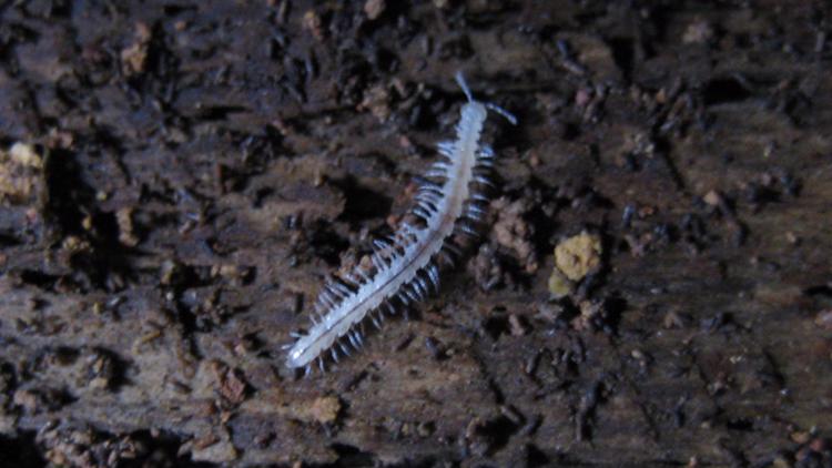 4 new species of cave millipede discovered in Colorado | 9news.com