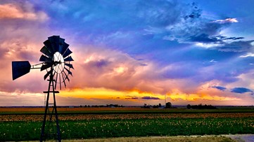 Incredible sunflower photos from across Denver and Colorado | 9news.com