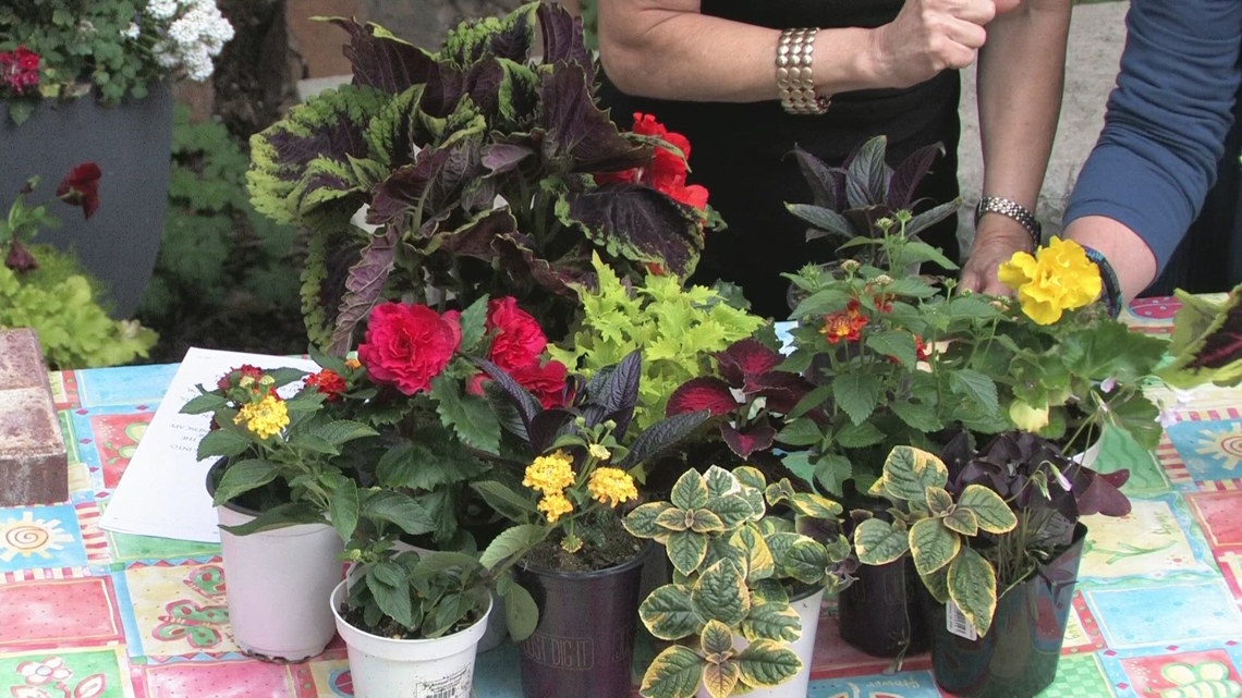 Here's how to use flower pot presentation to elevate spaces | 9news.com