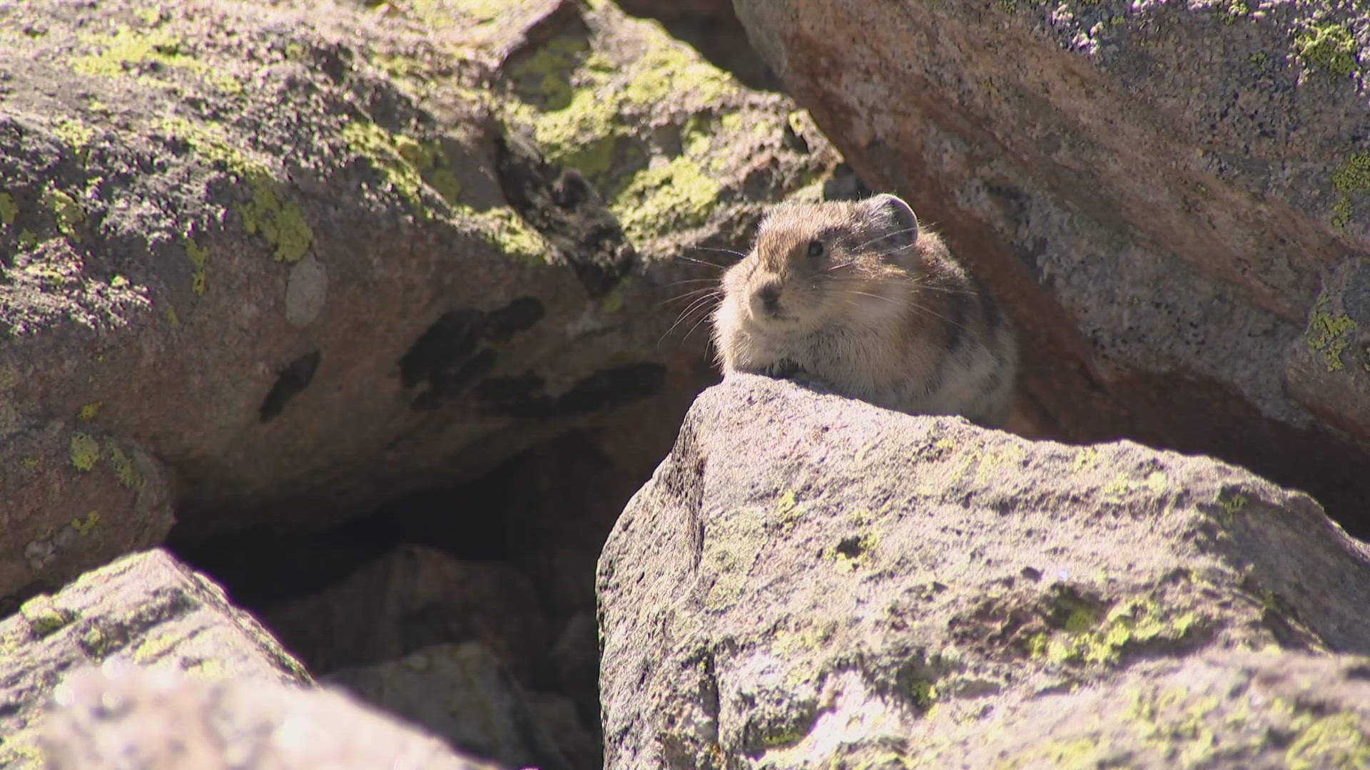 Colorado hikers track pikas with Pika Patrol app | 9news.com