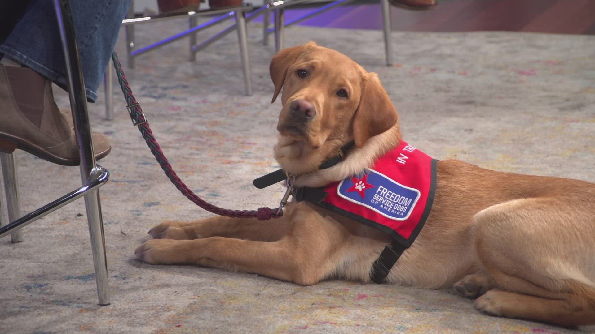 Avalanche help train future Freedom Service Dog | 9news.com