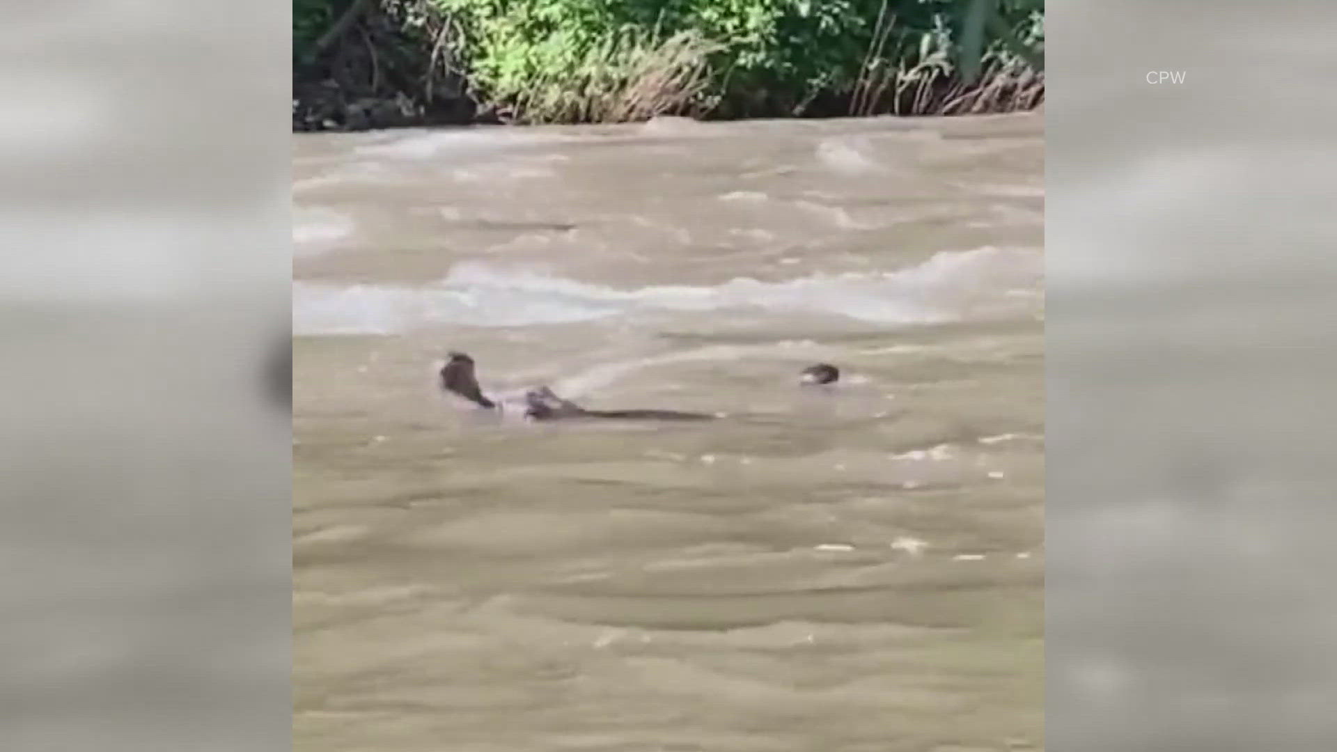 Colorado seeks public help to track river otters | 9news.com