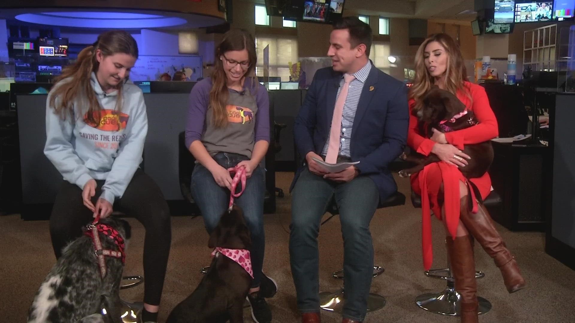 Petline9: Soul Dog Rescue | 9news.com