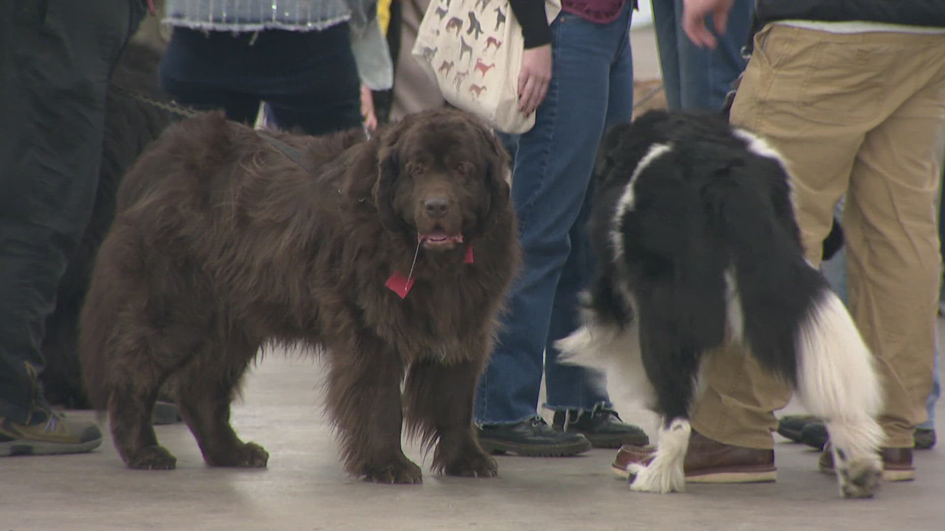 Last day of the Colorado Kennel Club show | 9news.com
