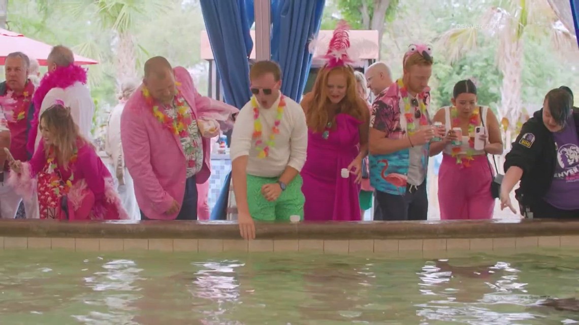 Flock Party returns to the Denver Zoo this weekend | 9news.com