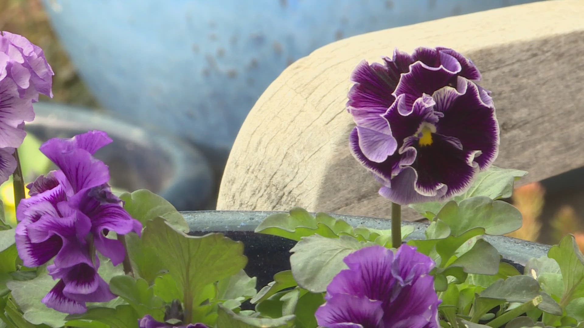 Discover which cool-season plants to start before May for a thriving ...