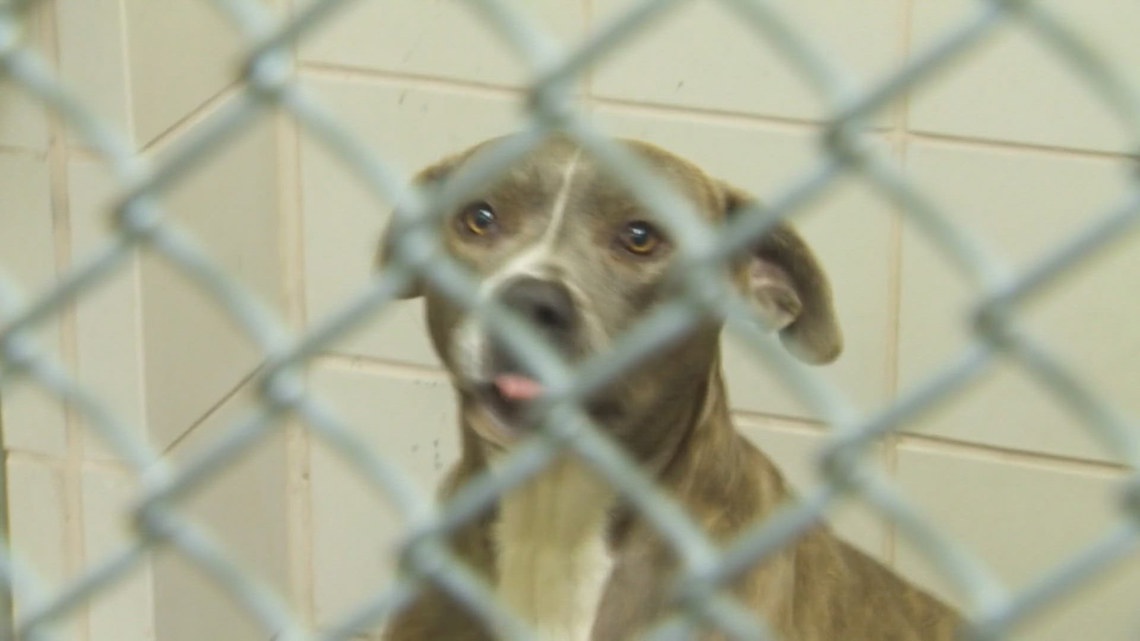 Pit bull ban to go before Aurora voters in November | 9news.com