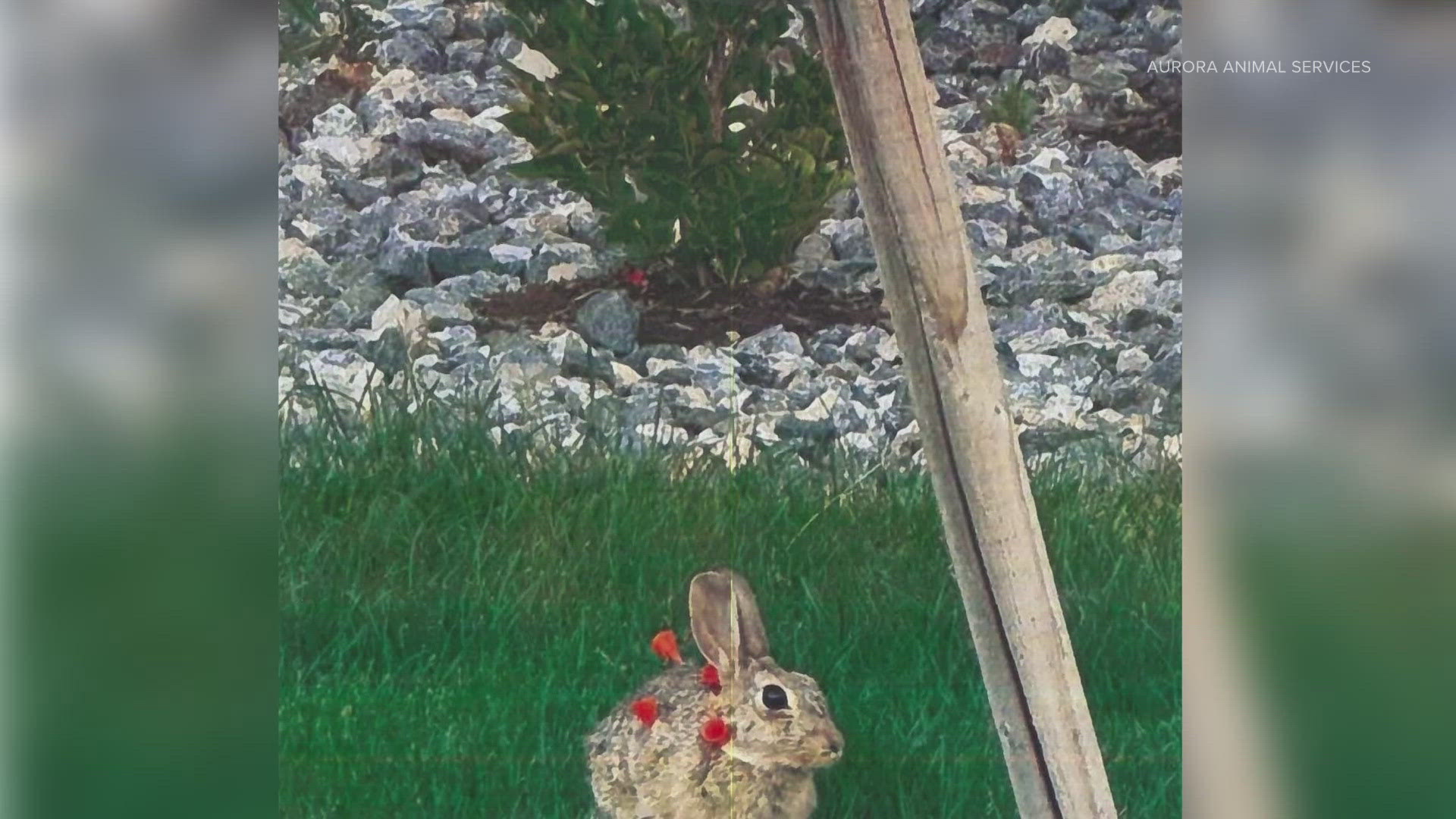 Rabbits shot with blow darts in Aurora | 9news.com