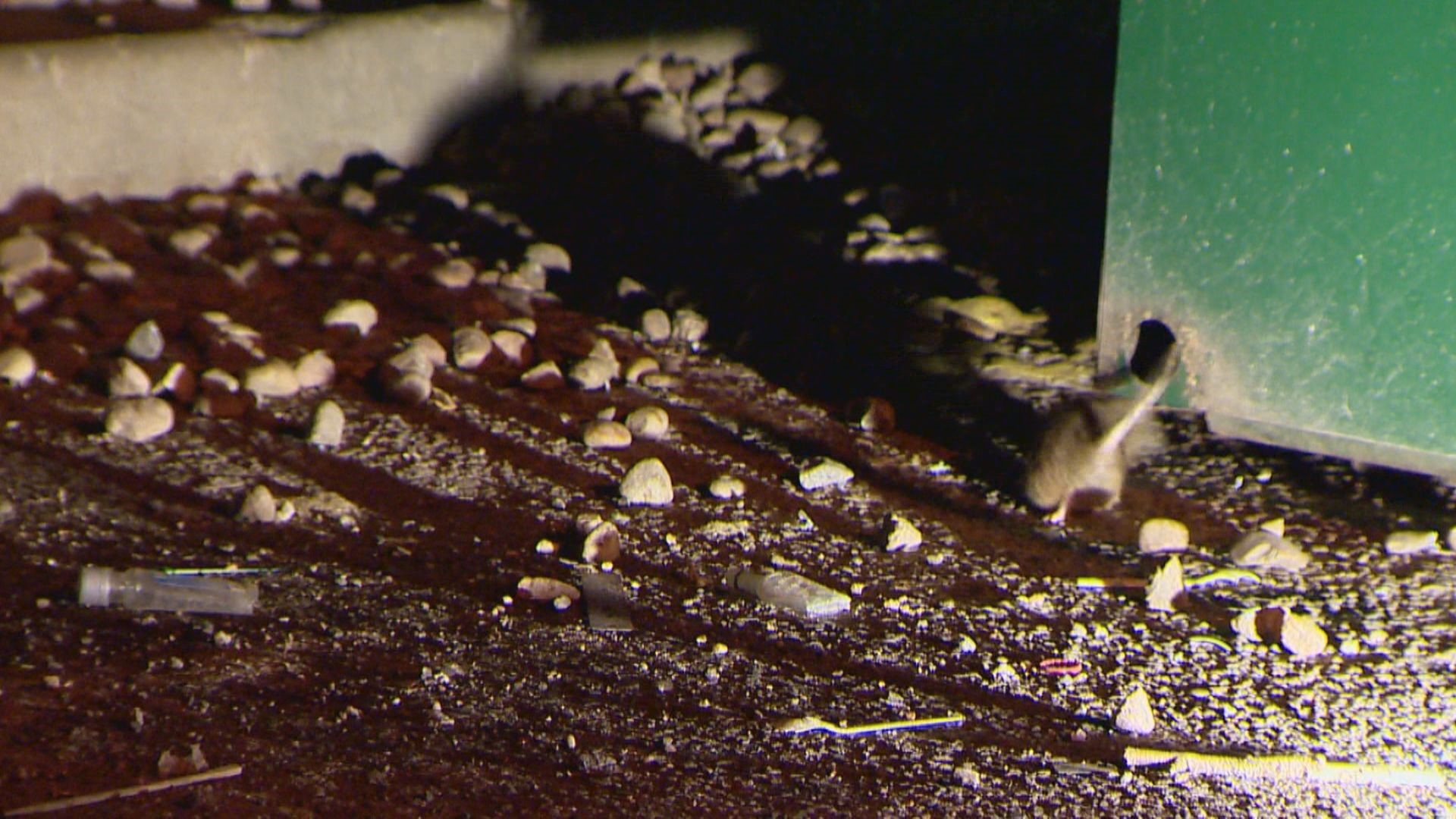 Rat issues lead to $3,469 in fines for owner of Pembrooke on the Greens ...