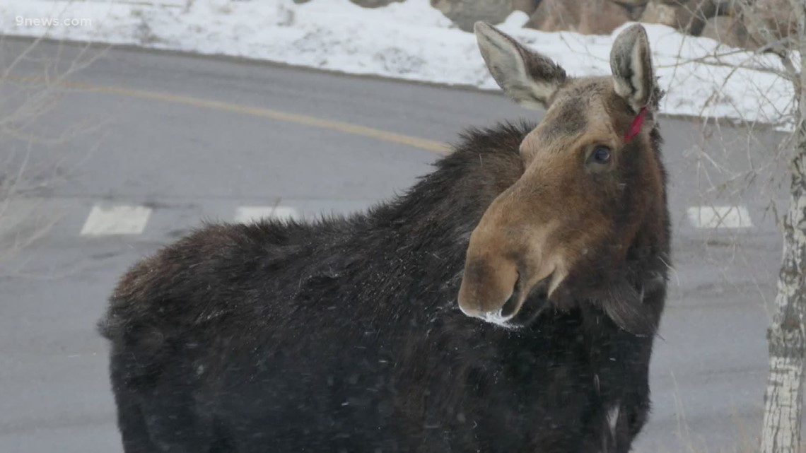 Learning about the moose, Colorado's largest big game animal | 9news.com