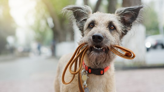 Furry Scurry 2025: Register to help Denver pets | 9news.com