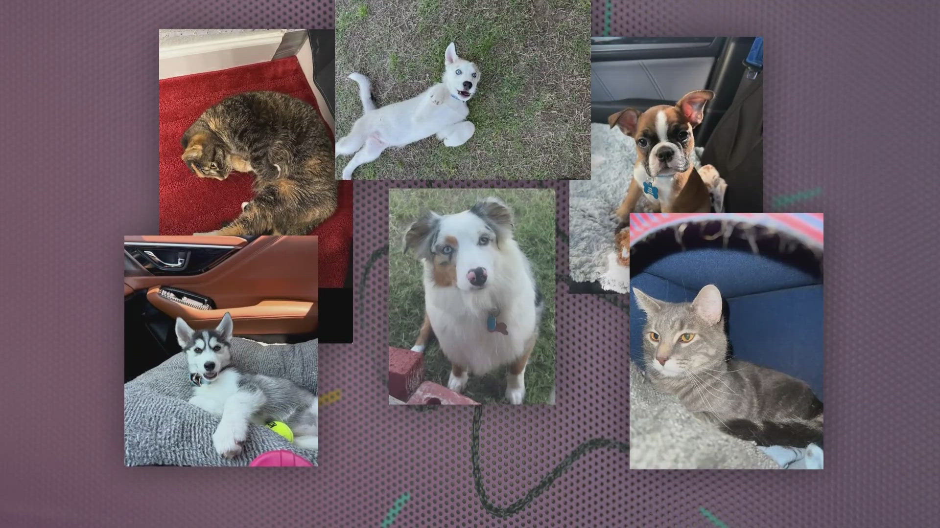 Arvada facing animal cruelty charges after several pets died | 9news.com