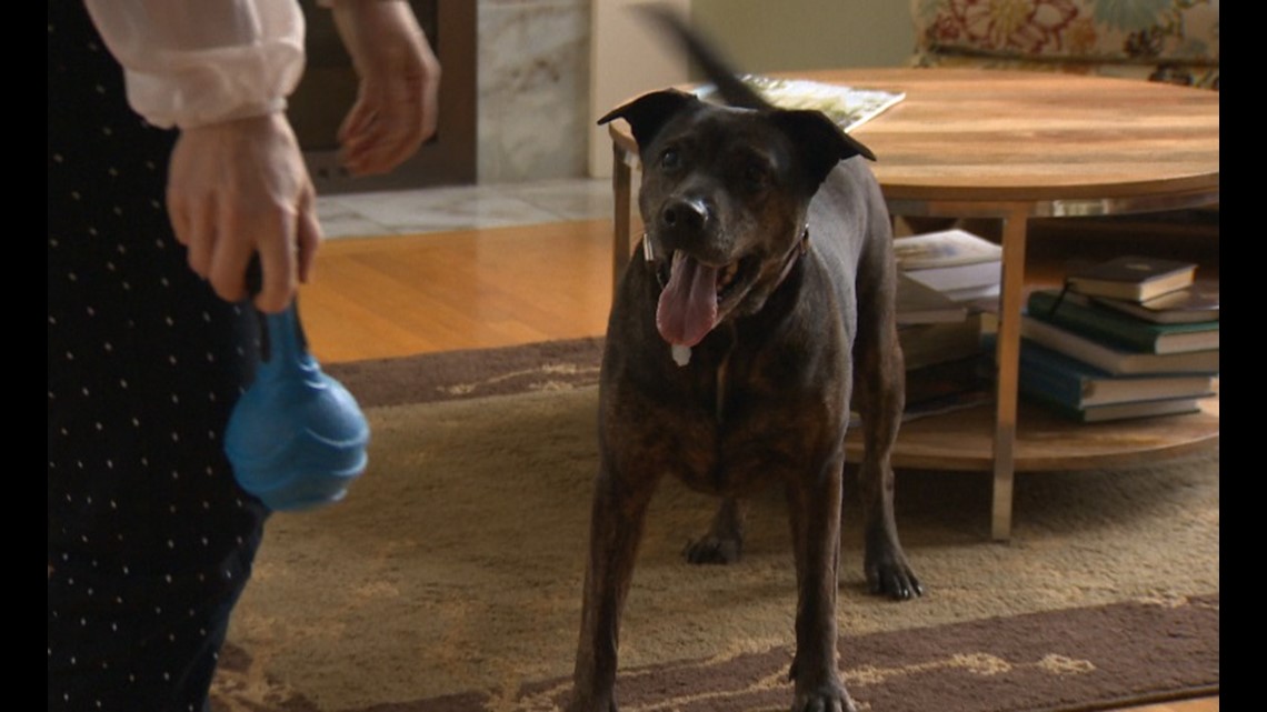 Denver legalizes pit bull ownership after 3-decade ban | 9news.com