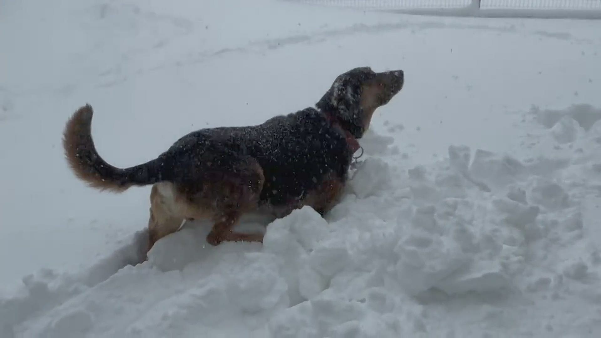 Bloodhound stuck in snow | 9news.com