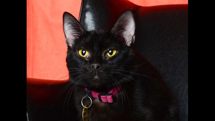 Dumb Friends League offering $10 cat adoption fees | 9news.com