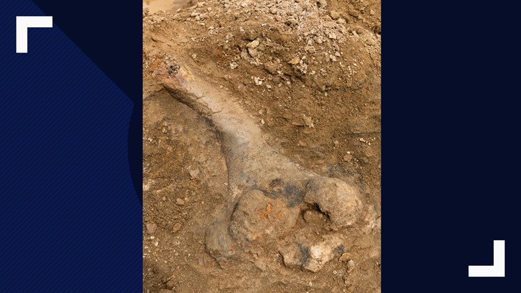 Horned dinosaur bones discovered at a Highlands Ranch, Colorado ...