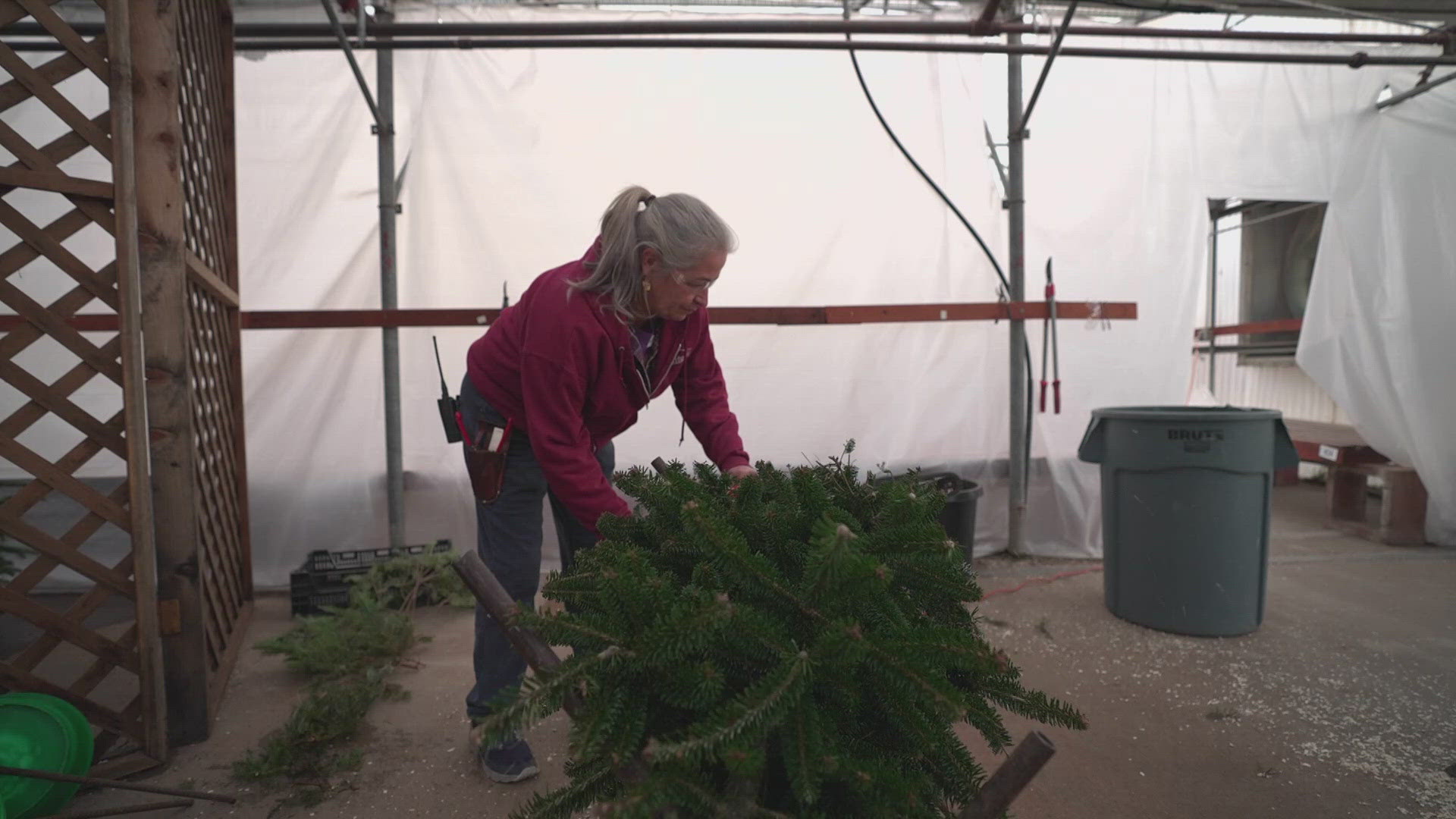 Arvada garden center giving away Christmas trees to those in need ...
