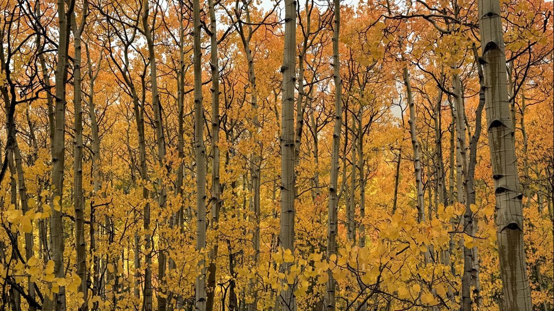 Colorado fall colors: When and where are the best yellow leaves ...