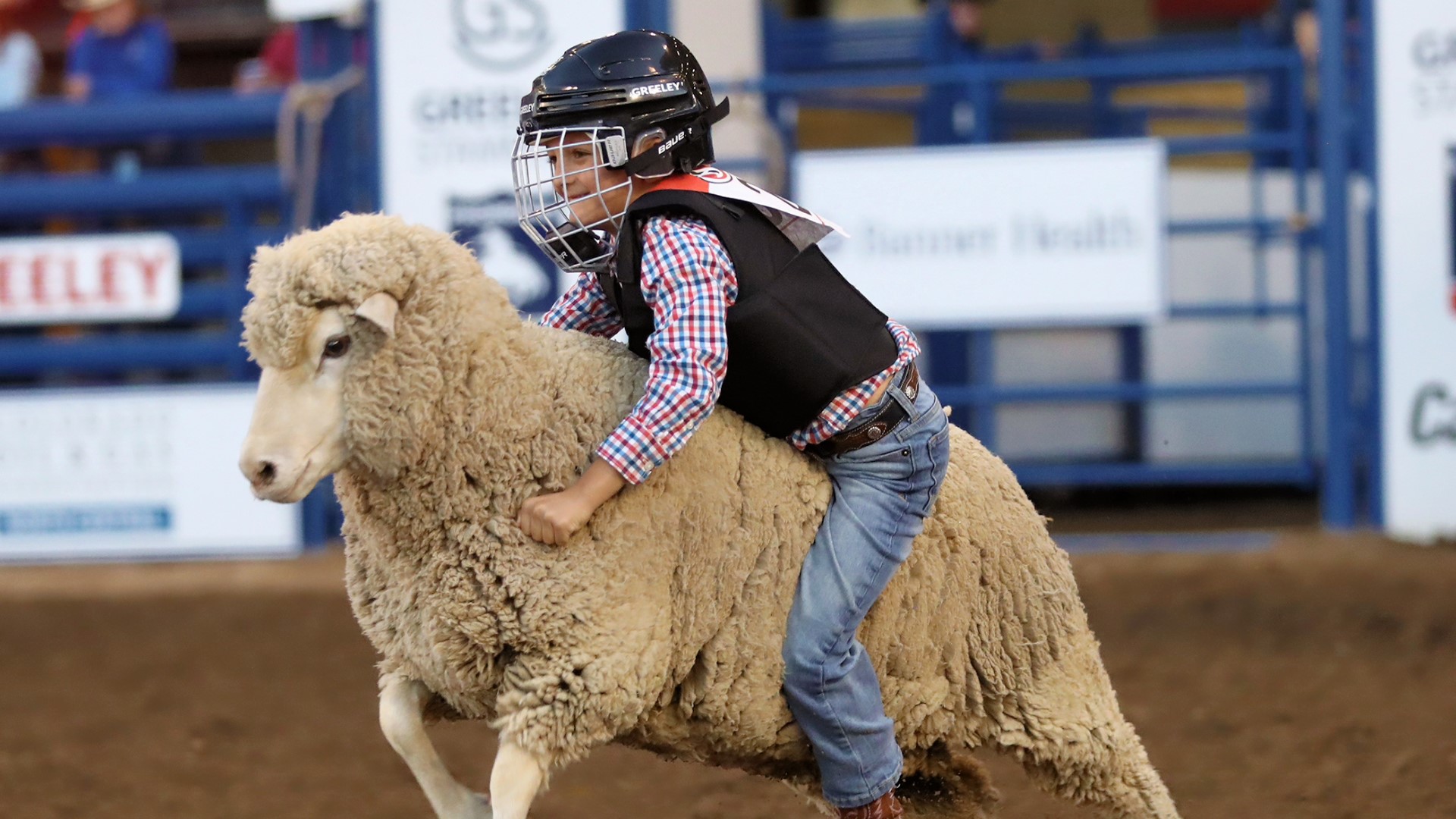 How your kids can join Mutton Bustin at 2021 Greeley Stampede | 9news.com