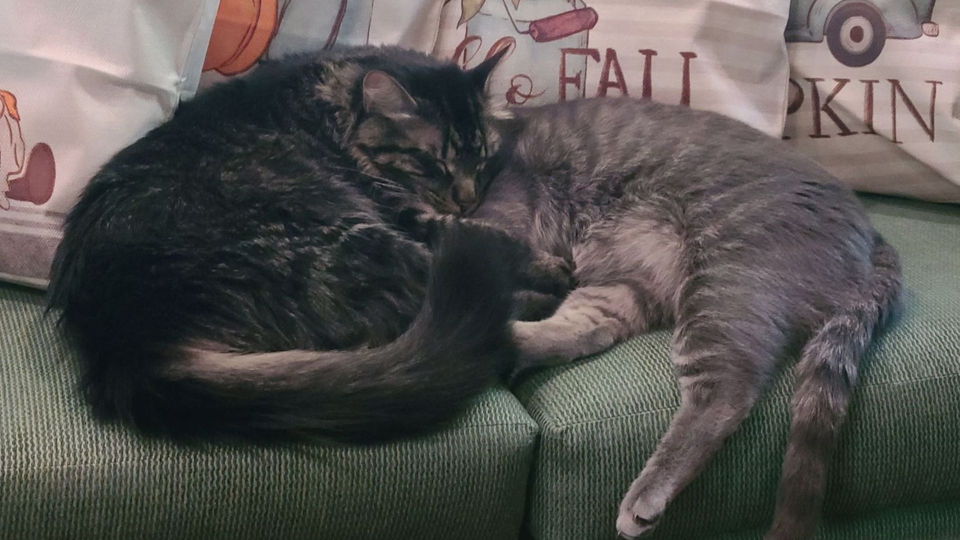 National Cat Day: Share your best feline photos with 9NEWS | 9news.com