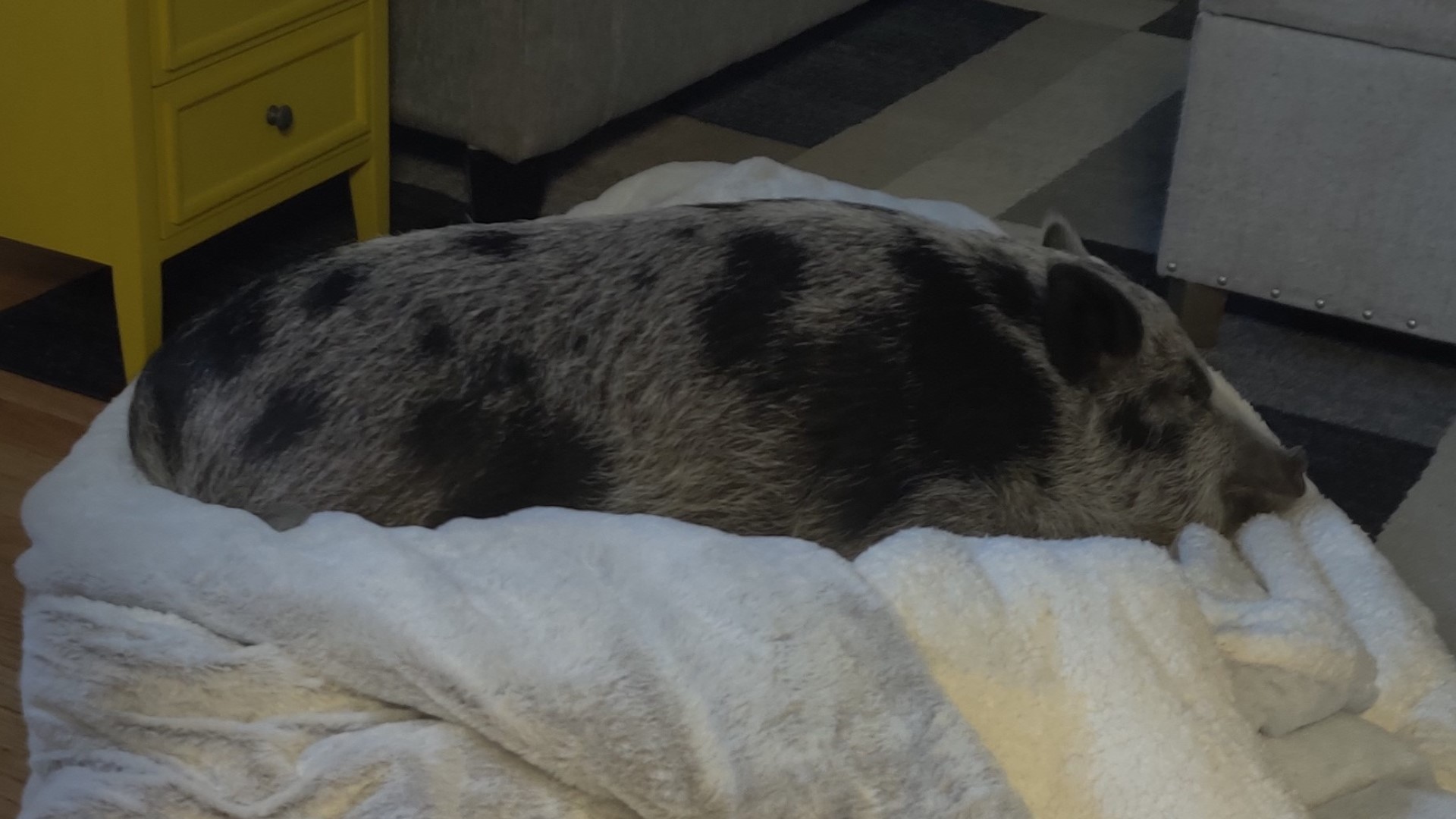 Move over pups, these pigs enjoyed Colorado's big snowstorm (kind of ...