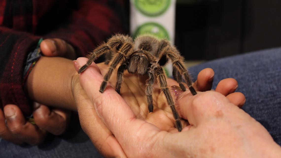 Rosie the Tarantula returns to Butterfly Pavilion in Colorado | 9news.com