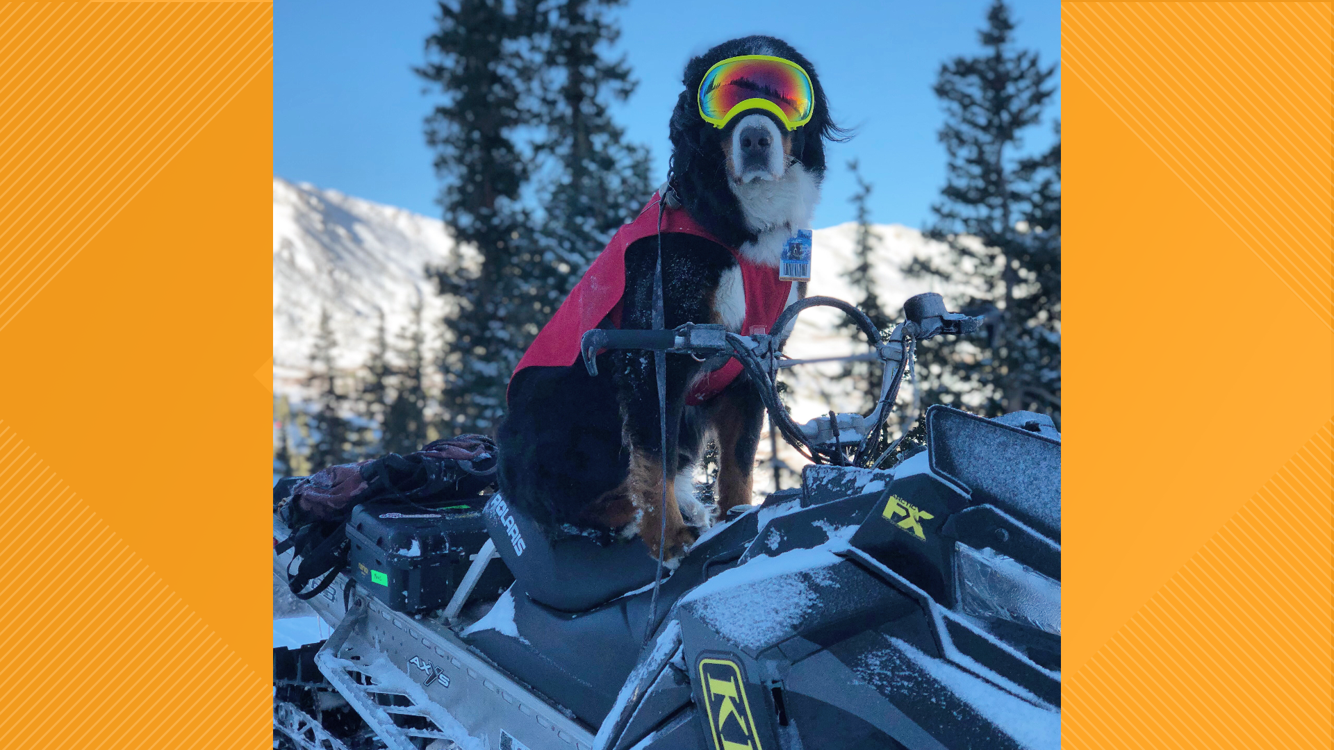 Parker the Snow Dog, a beloved Colorado mascot, passes away in car ...