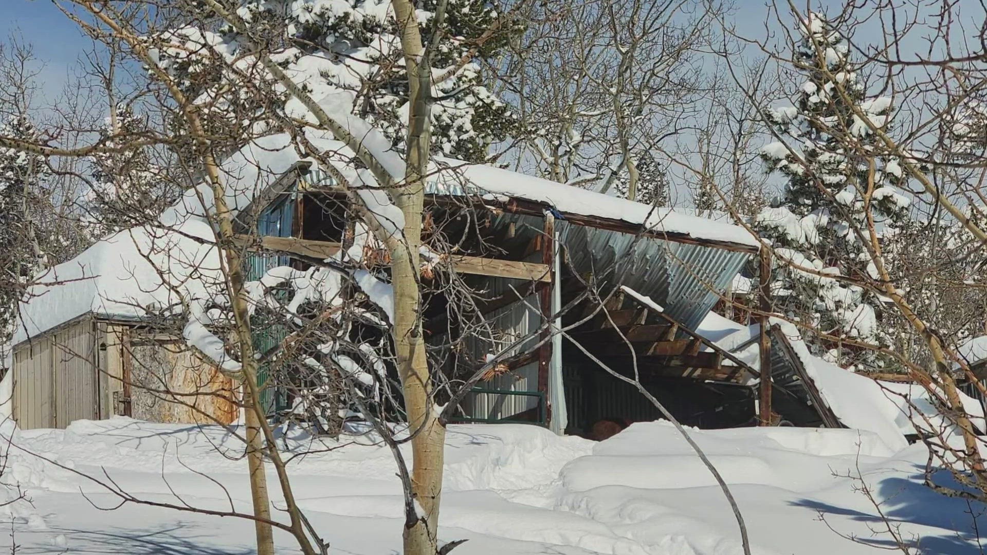 Donkeys rescued from collapsed barn after Colorado snowstorm | 9news.com