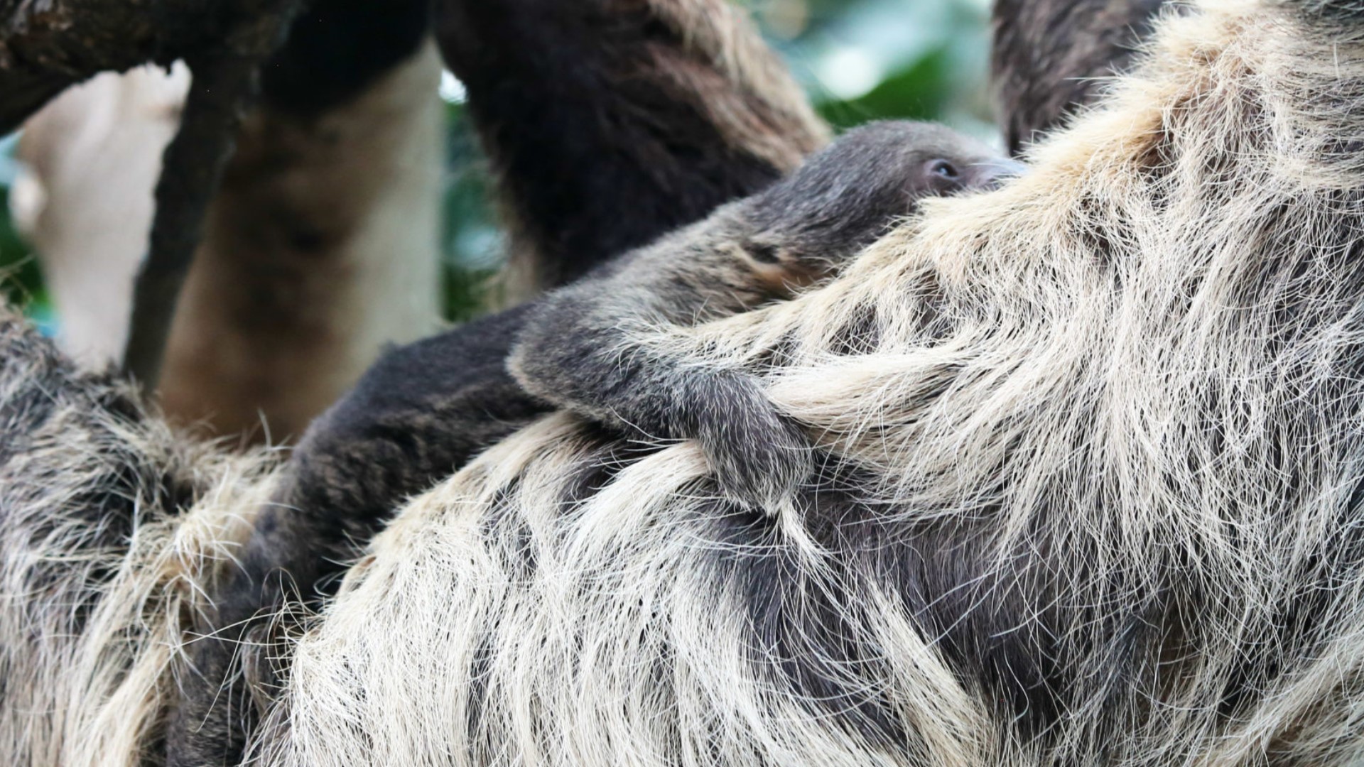 New sloth arrives at the Denver Zoo in Colorado | 9news.com