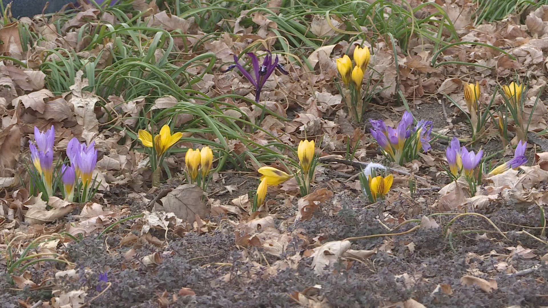 Early bloomers: Snowdrops and crocus bring spring color to gardens ...
