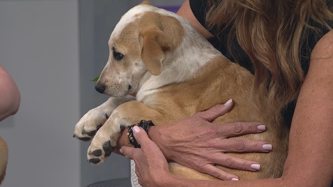 Petline9: Frederick and Flibberty looking for new homes | 9news.com