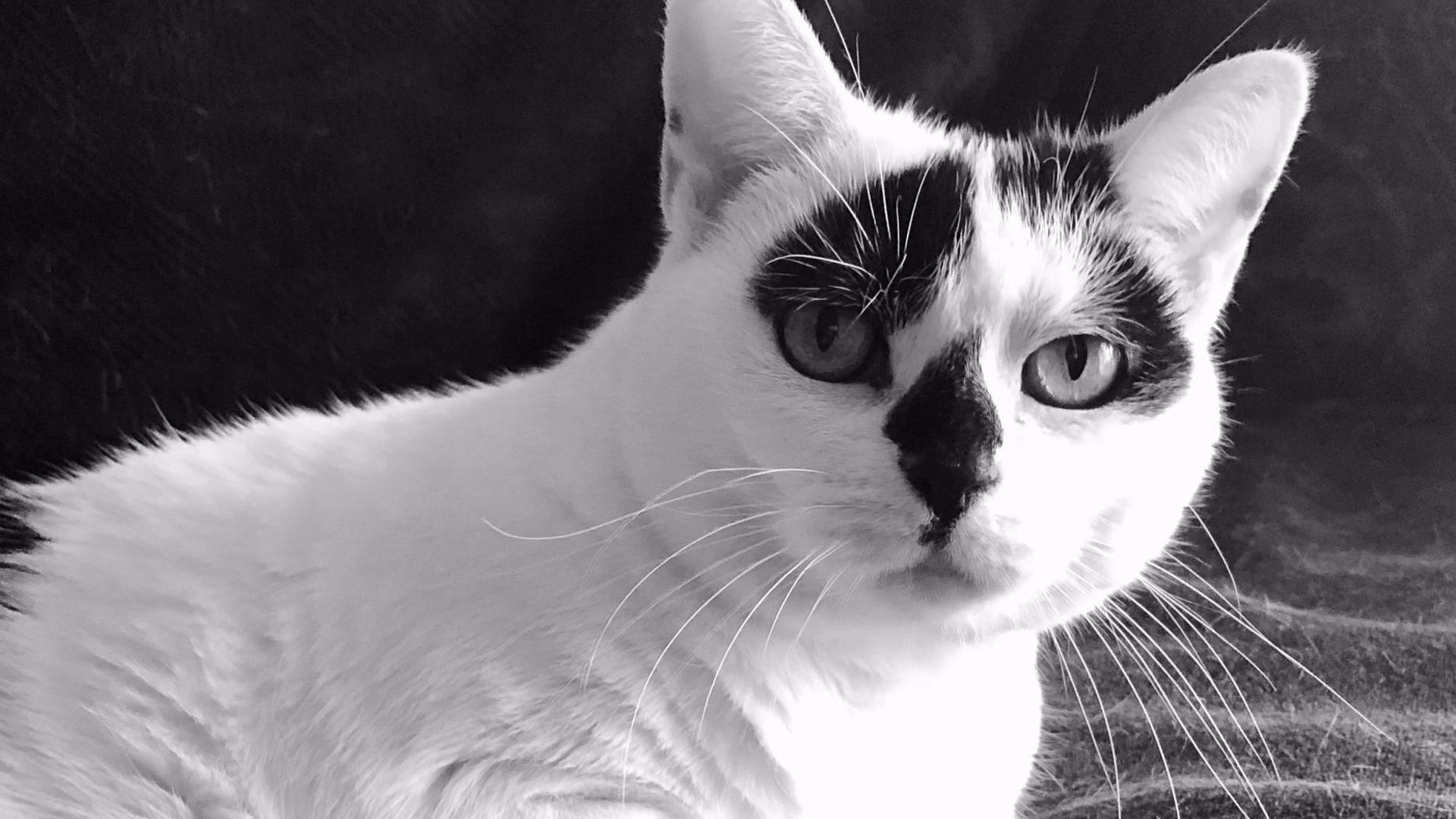 National Cat Day: Share your best feline photos with 9NEWS | 9news.com