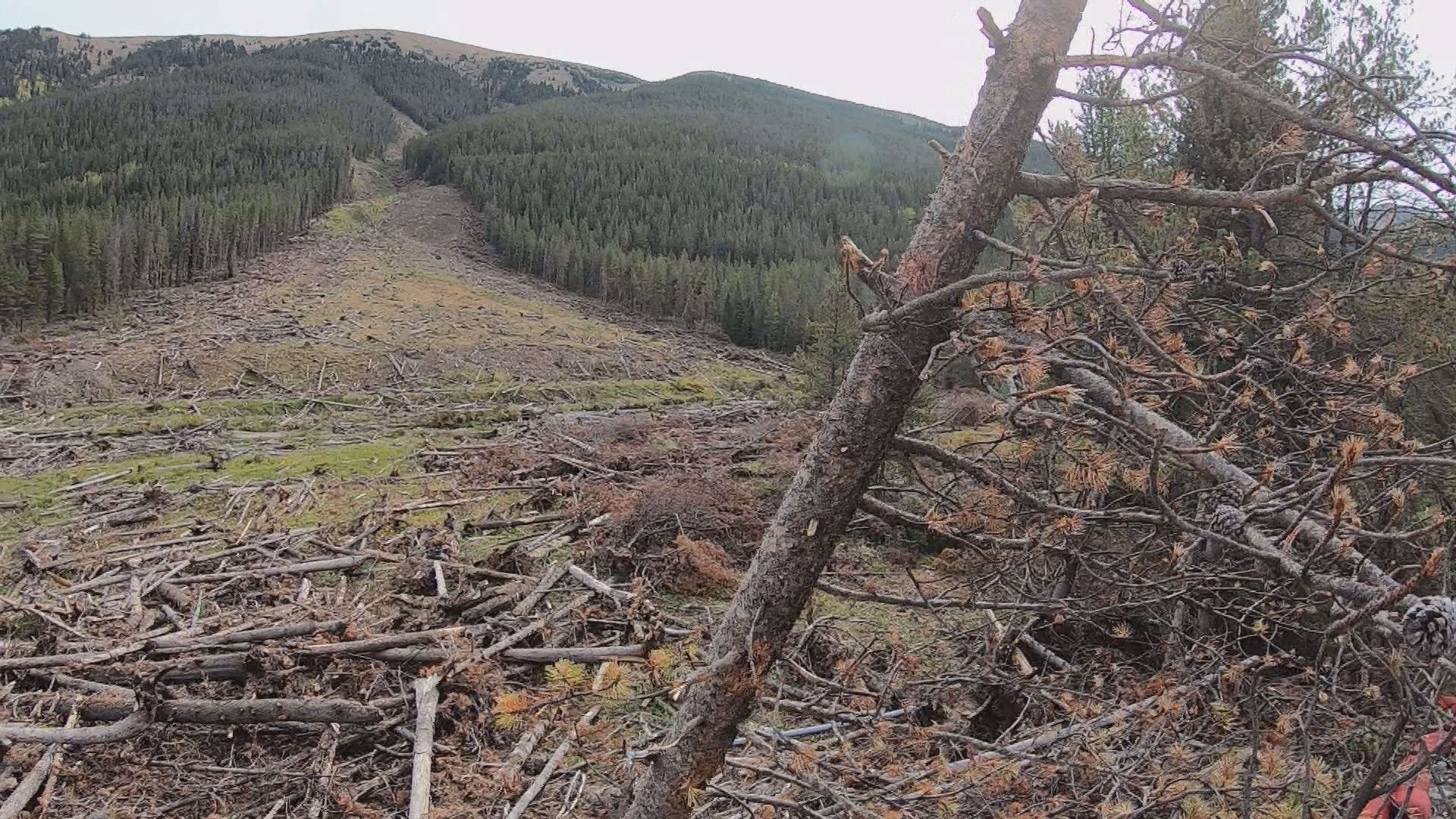 Trees provide critical information about Colorado avalanches | 9news.com