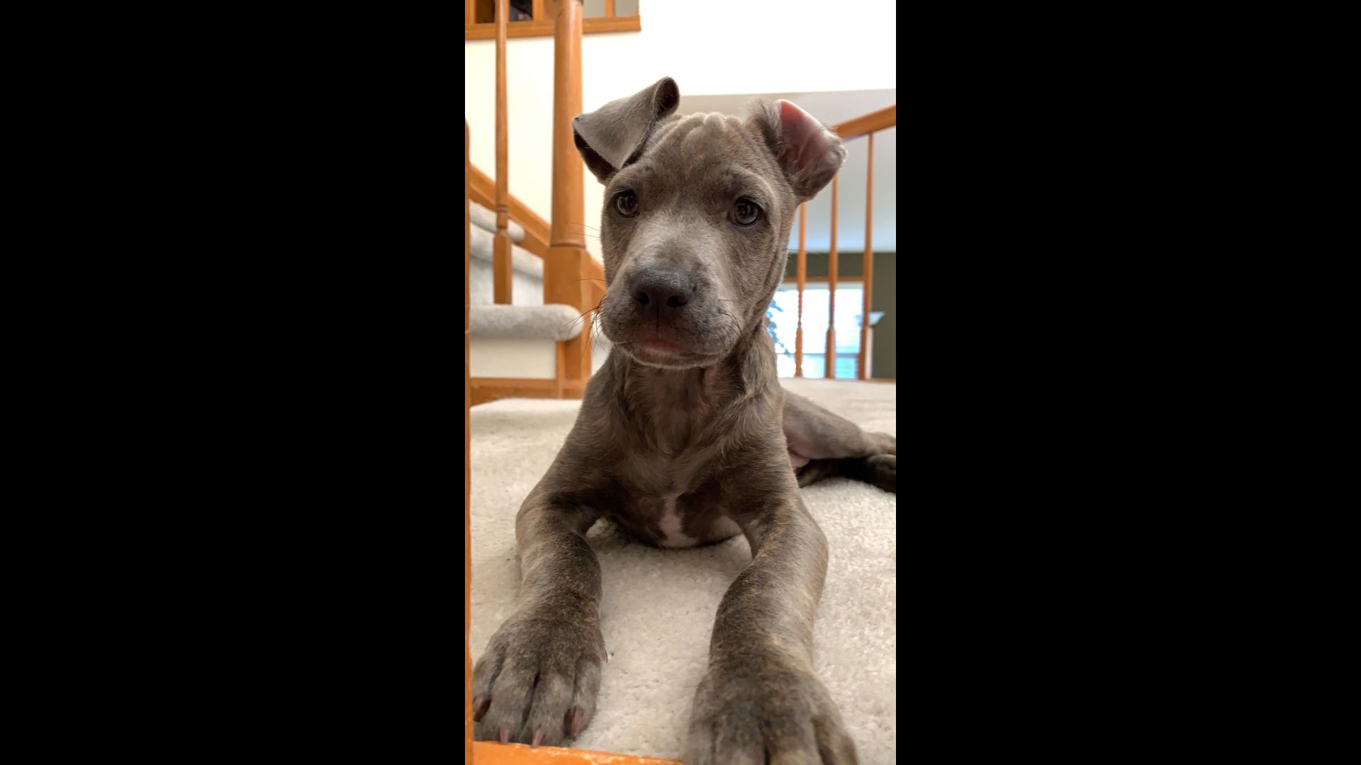 National Mutt Day 2023: Colorado shares its dog photos on 9NEWS | 9news.com