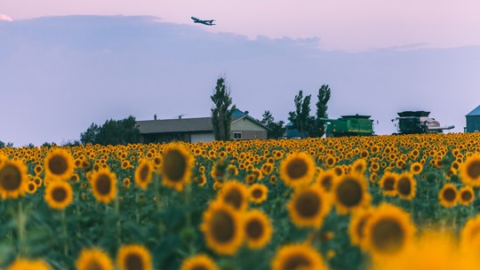 Incredible sunflower photos from across Denver and Colorado | 9news.com