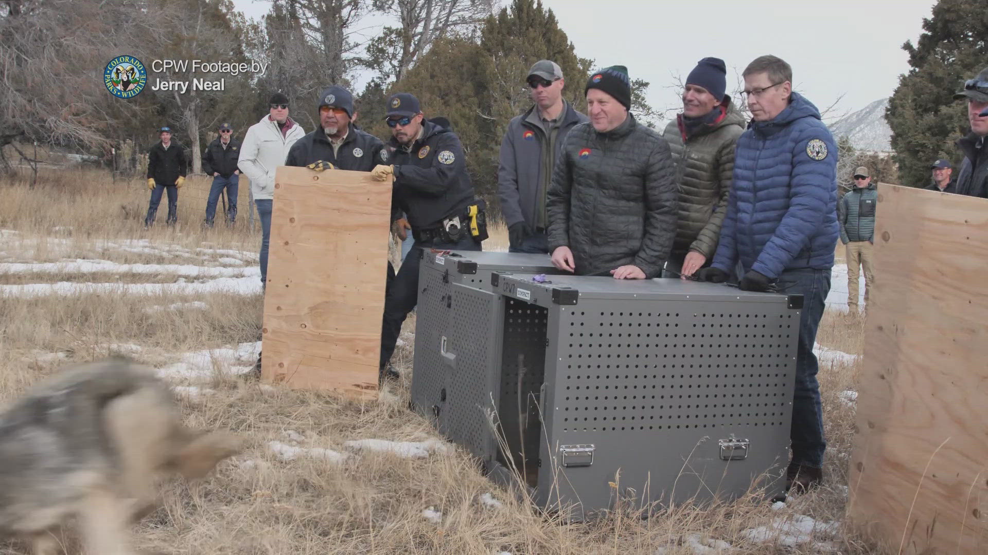 Wolf found dead in Larimer County, Colorado | 9news.com