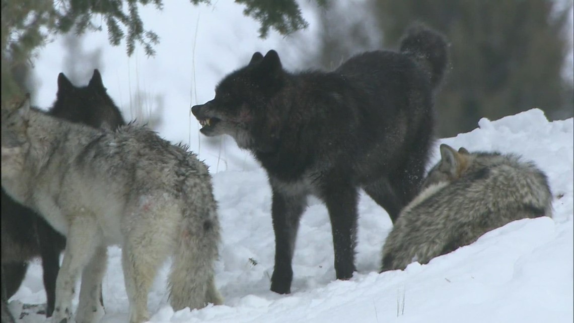 CPW releases draft plan for Colorado wolf reintroduction | 9news.com