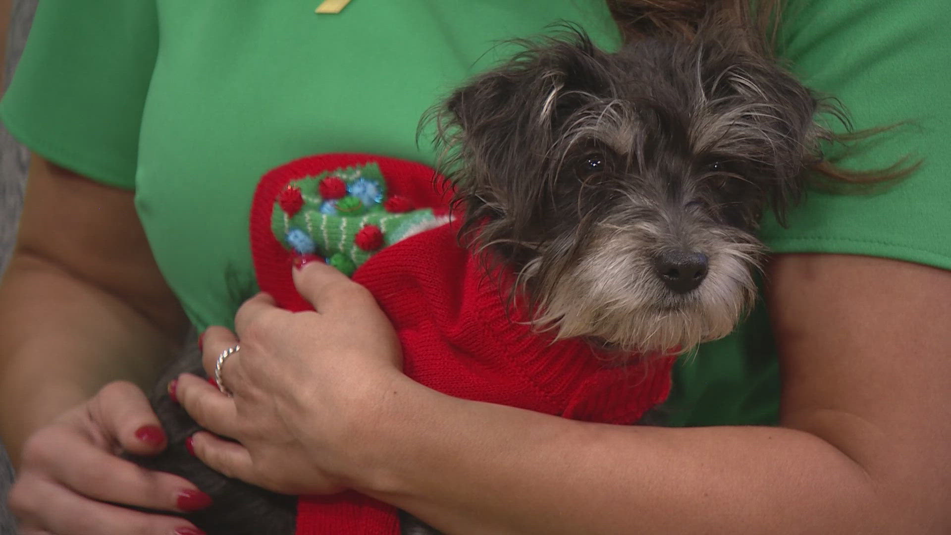 Meet the 'Yorkie Four' at Maxfund | 9news.com