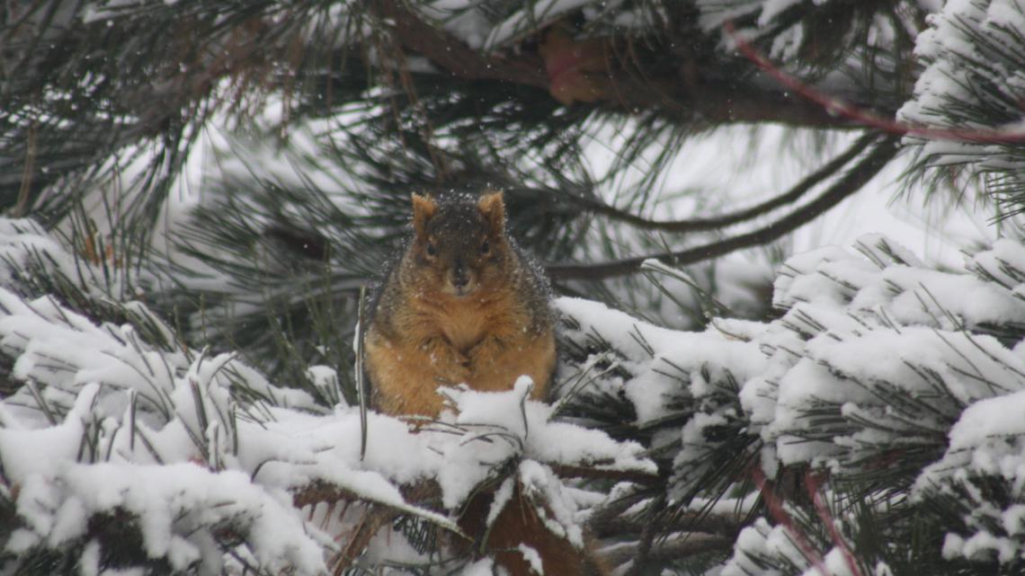 Colorado snow totals: How much fell on Dec. 9-10 snowstorm in Denver metro area | 9news.com