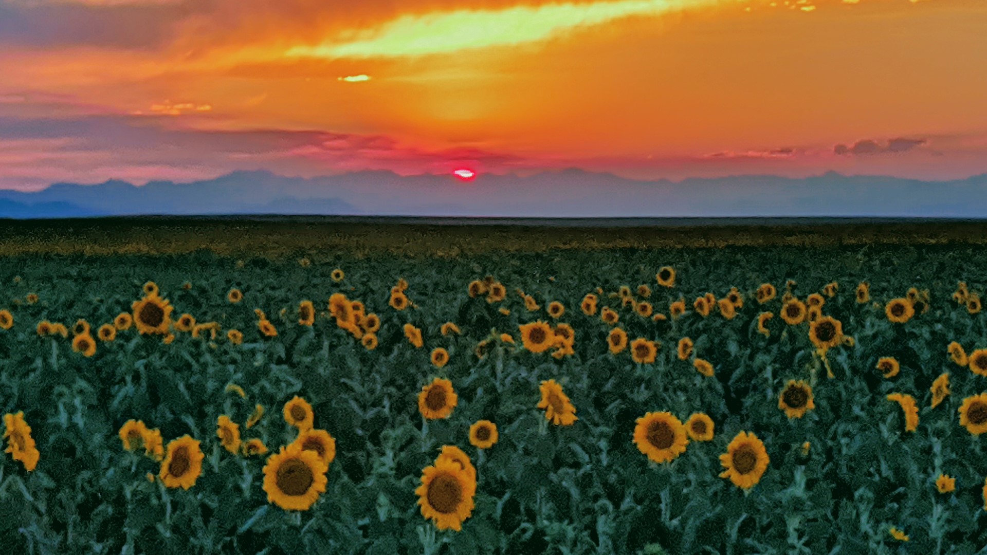 Incredible sunflower photos from across Denver and Colorado | 9news.com