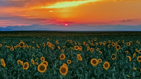 Incredible sunflower photos from across Denver and Colorado | 9news.com